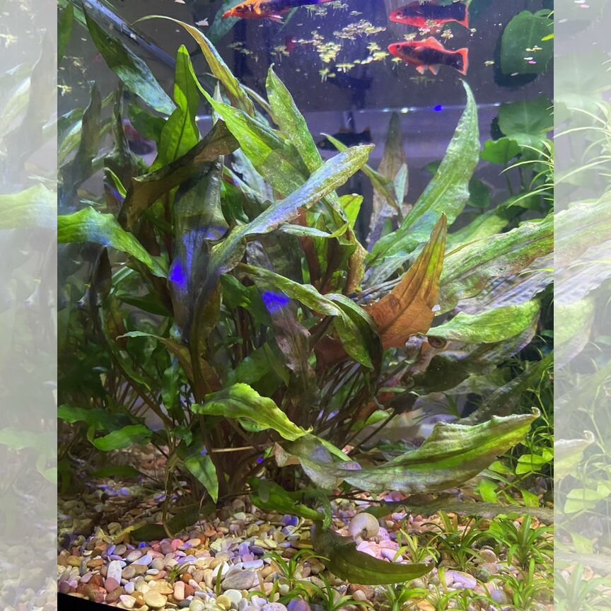 Криптокорина