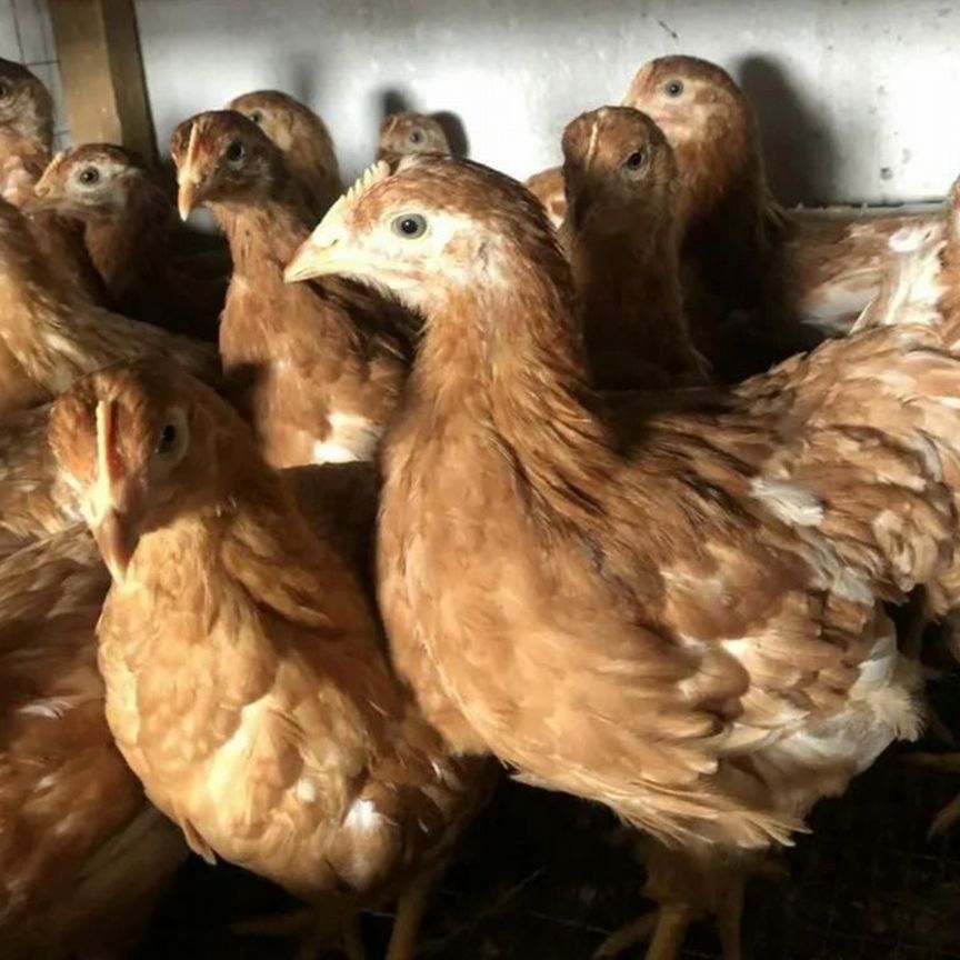 Домашняя птица куры