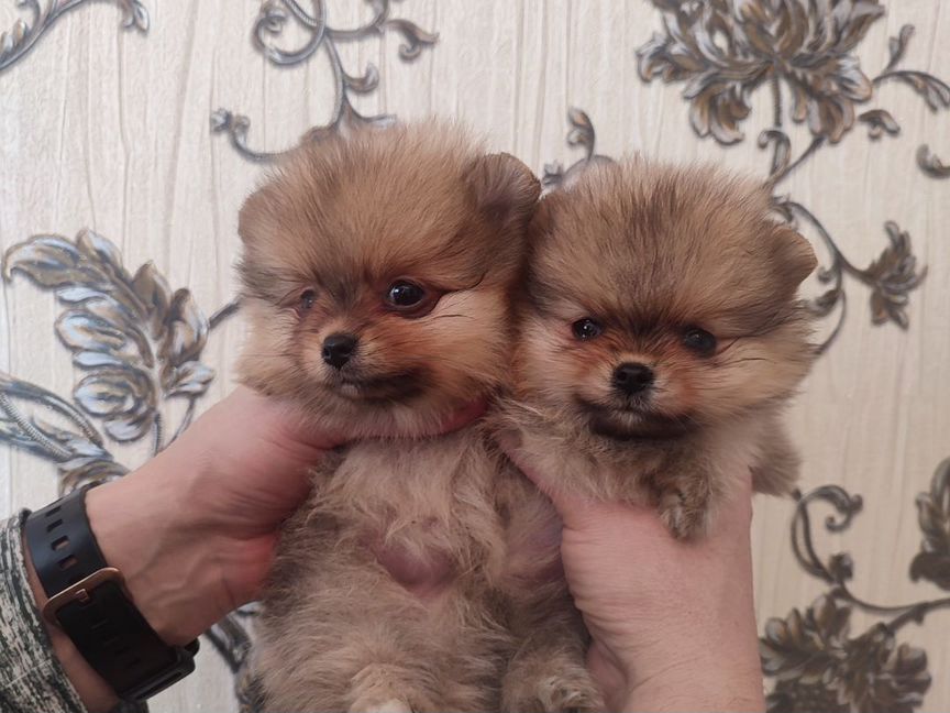 Малыши шпицы