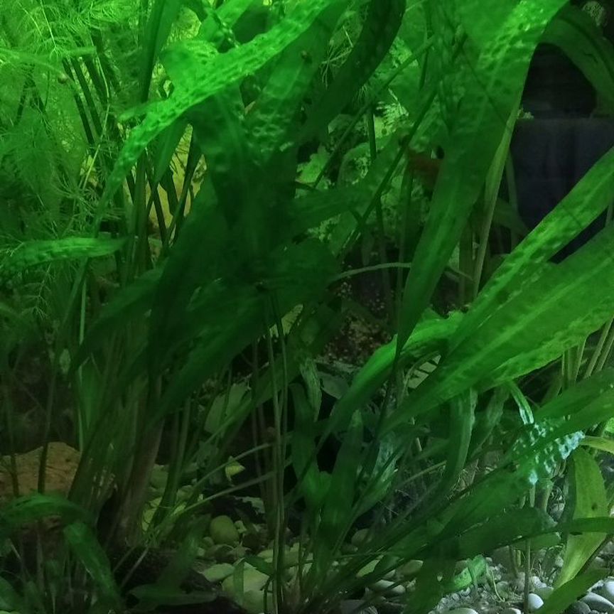 Аквариумное растение