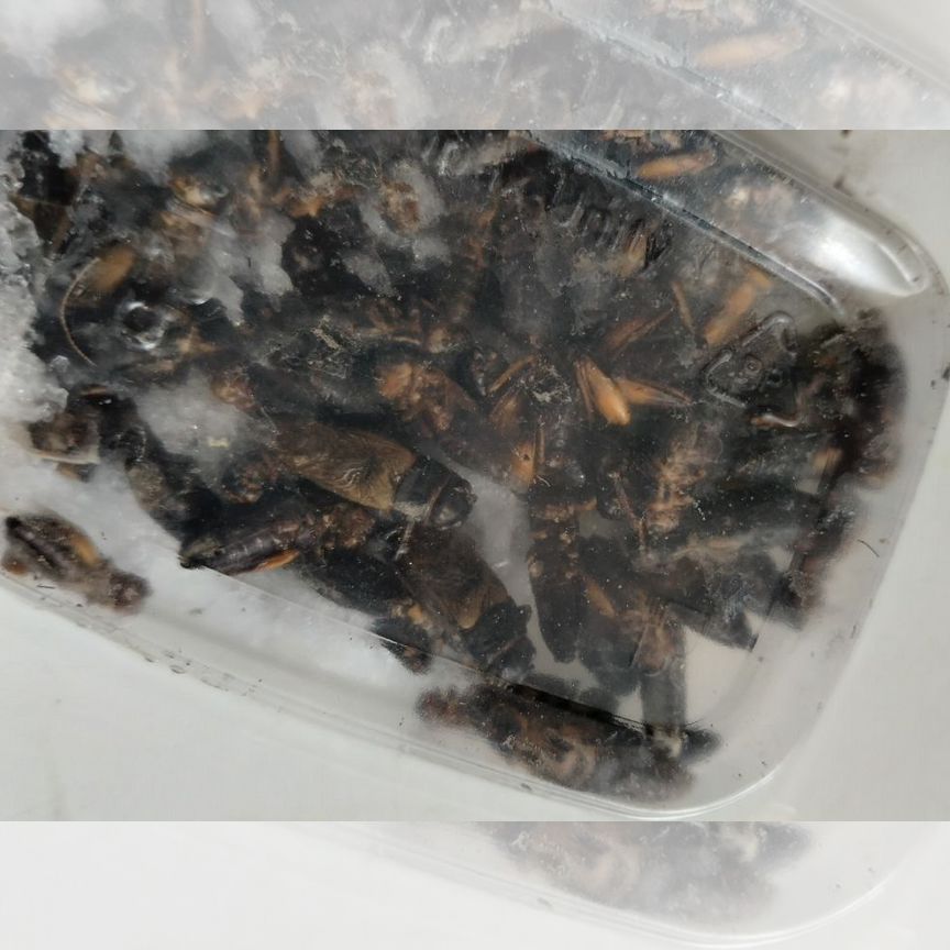 Корм для стрижей, сверчки замороженые