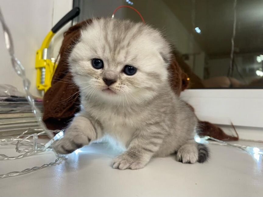 Шотландский вислоухий мальчик