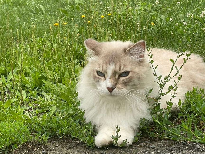 Кот. Метис Невской