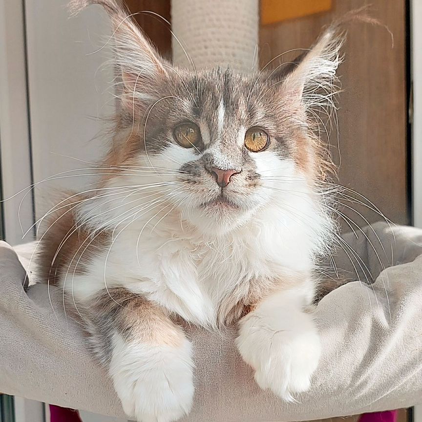 Котята мейн-кун