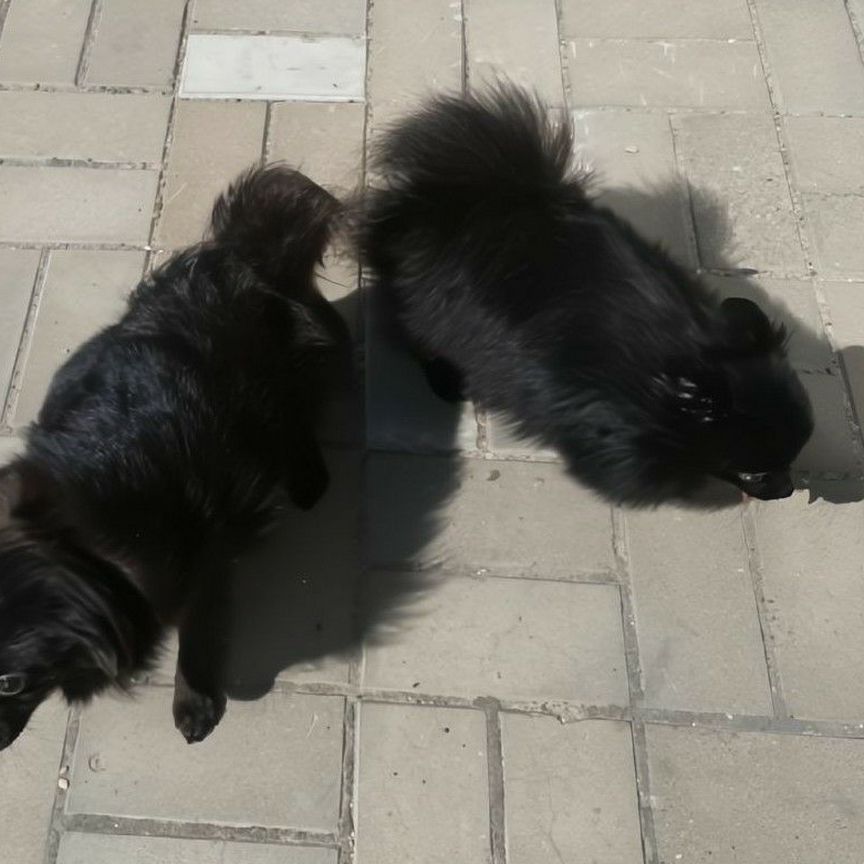 Померанский шпиц, щенок