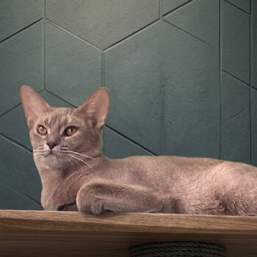 Абиссинская, взрослая кошка