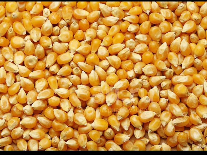 Кукуруза кормовая