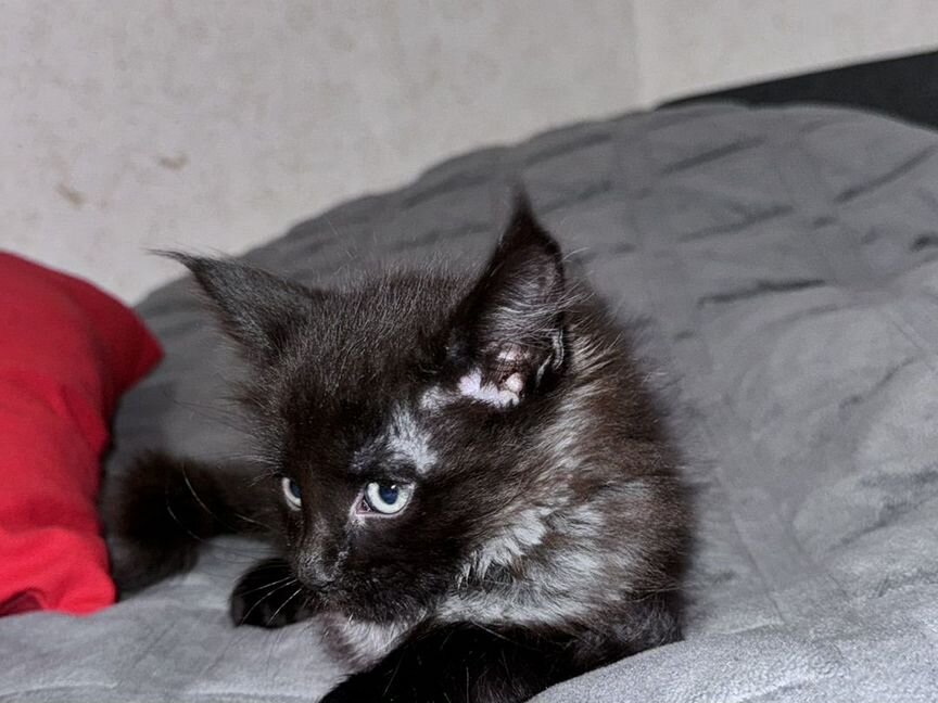 Котята мейн-кун