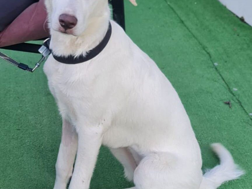 В добрые руки девочка-метис лабрадора