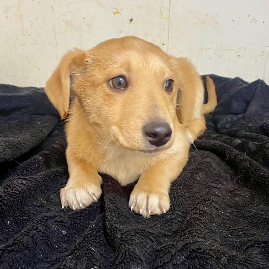 Малышка - коротколапик, 5 кг, 3-4 месяца, ищет с