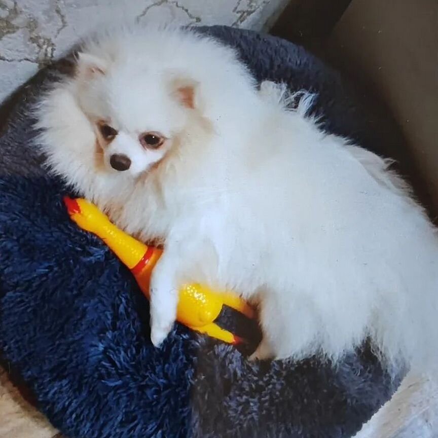 Померанский шпиц, взрослая собака