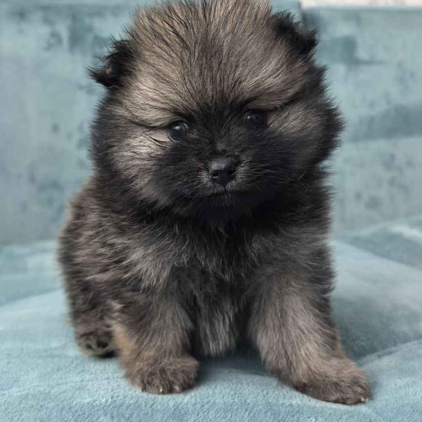 Померанский шпиц, щенок