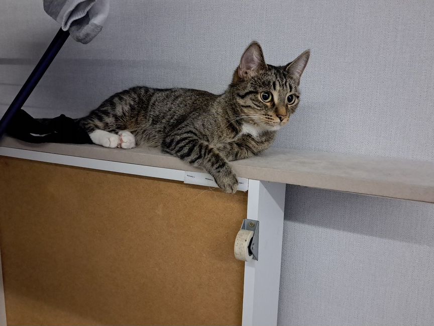 Кошечка