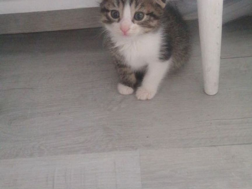 Котёнок фотосессии