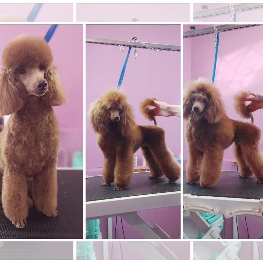 Карликовый пудель, щенок