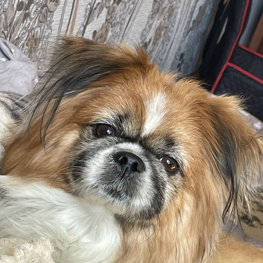 Отдам в добрые руки пикинеса