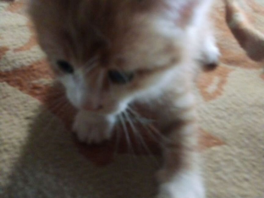 Японский бобтейл