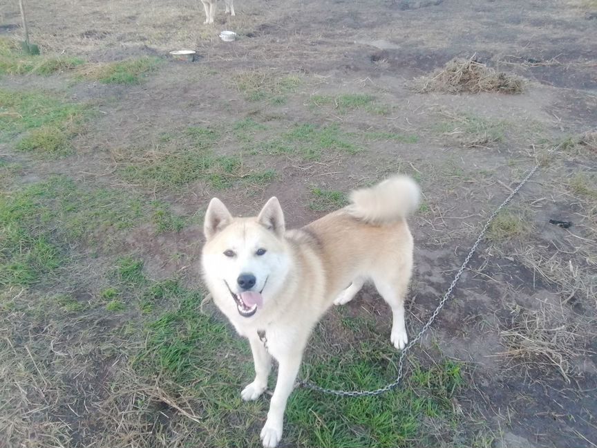 Продам собаку