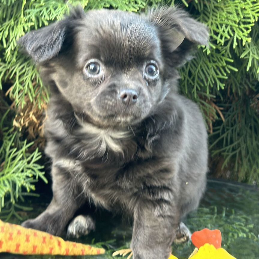 Чихуахуа, щенок