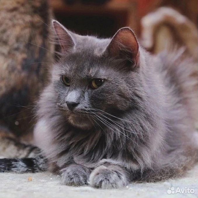 Серая и пушистая крошка