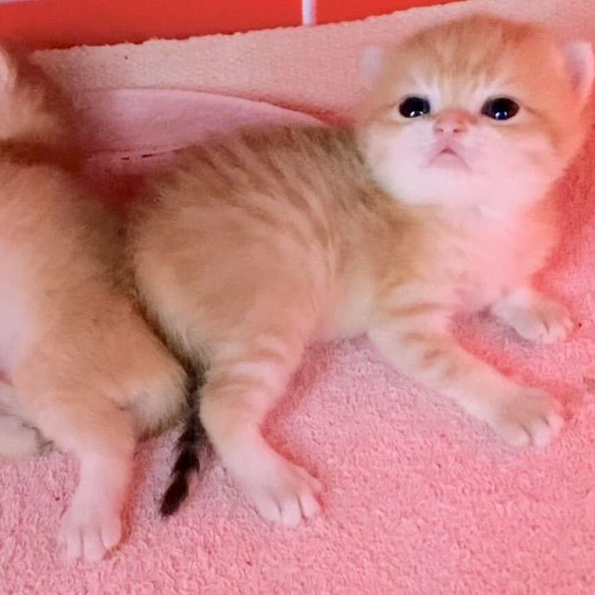 Котята золотая шиншилла