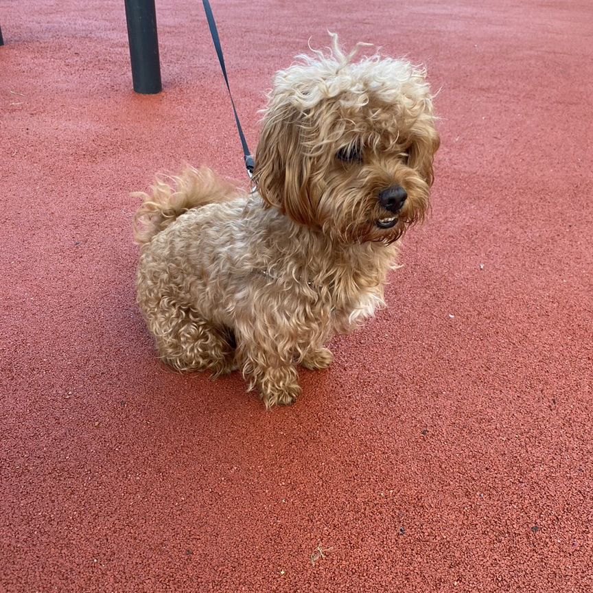 Собака мальтийская болонка