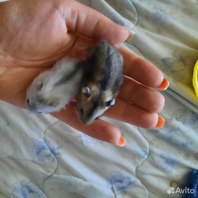Джунгарский хомяк бесплатно