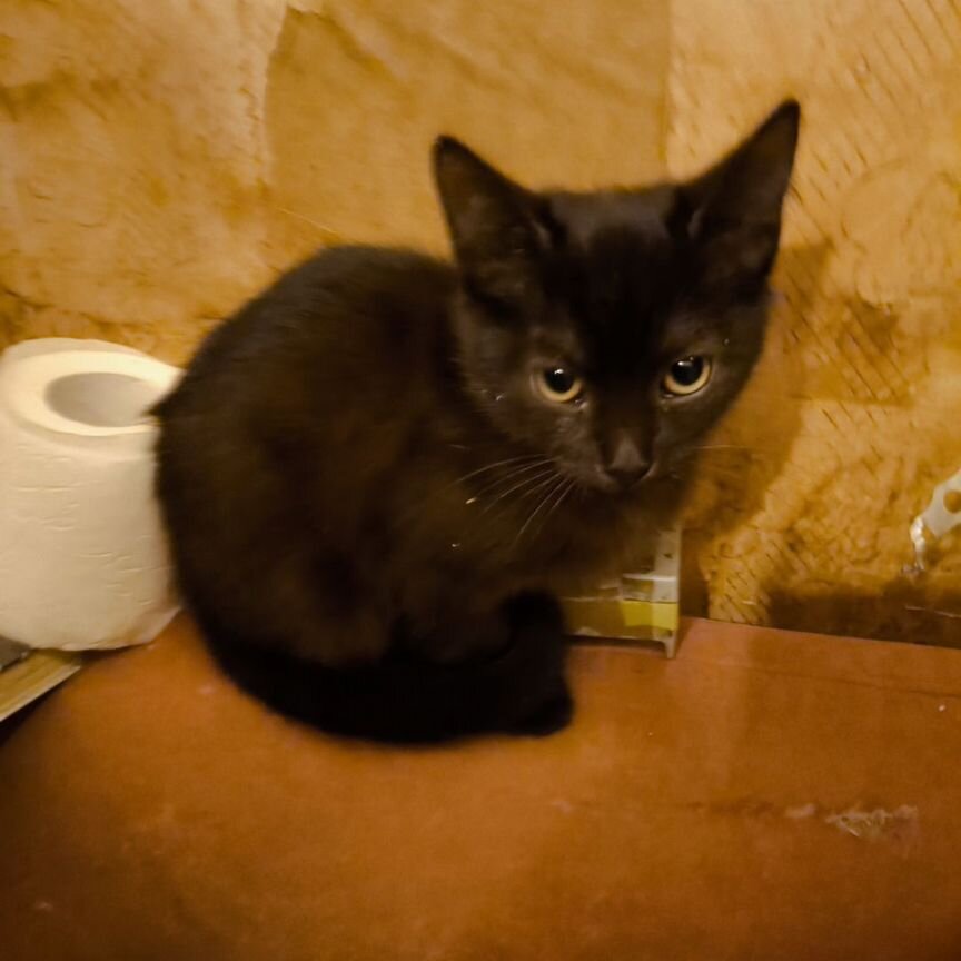 Отдам в ответственные руки котенка