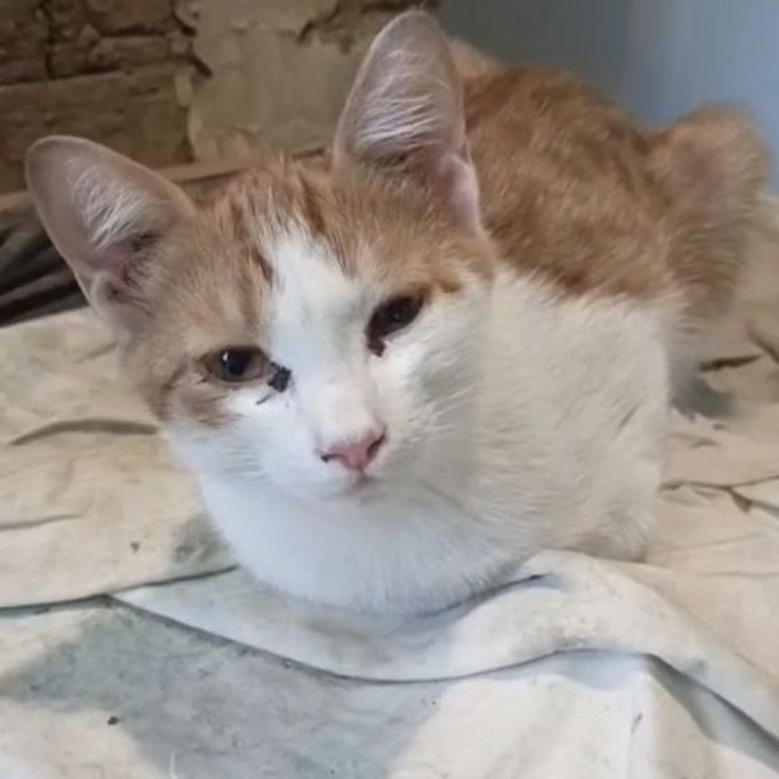 Котёнок в добрые руки