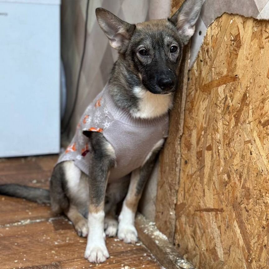 Щенок в добрые руки