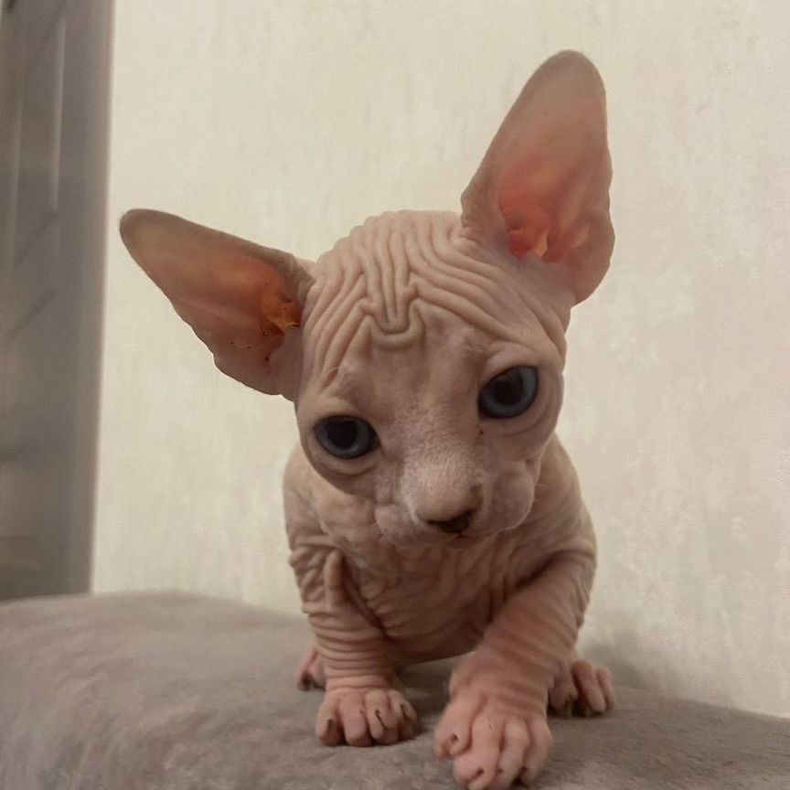 Канадский сфинкс