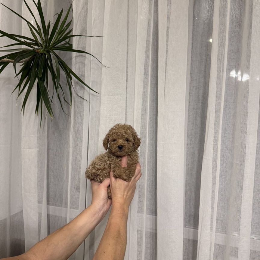 Щенки мальтипу f1 мини в Москве