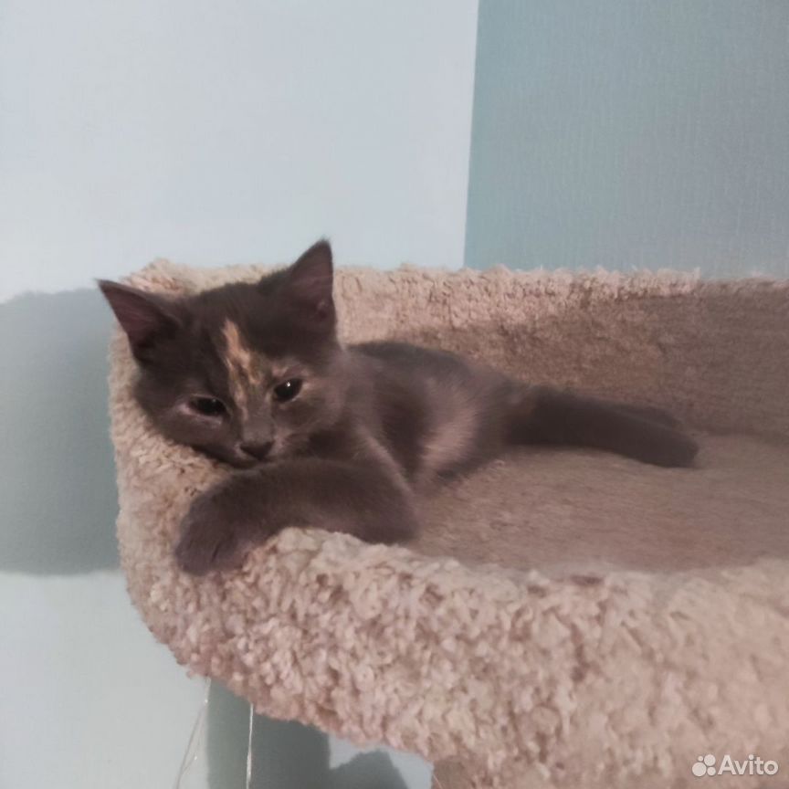 Русская голубая 1,5 месяца ждёт маму