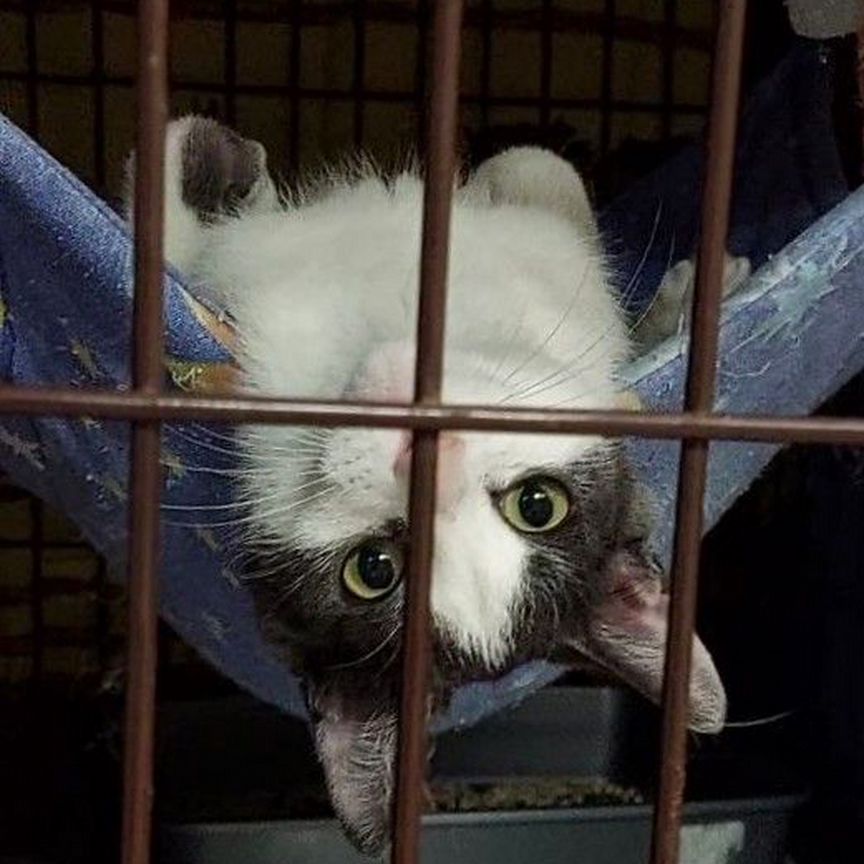 Котик молоденький и ласковый