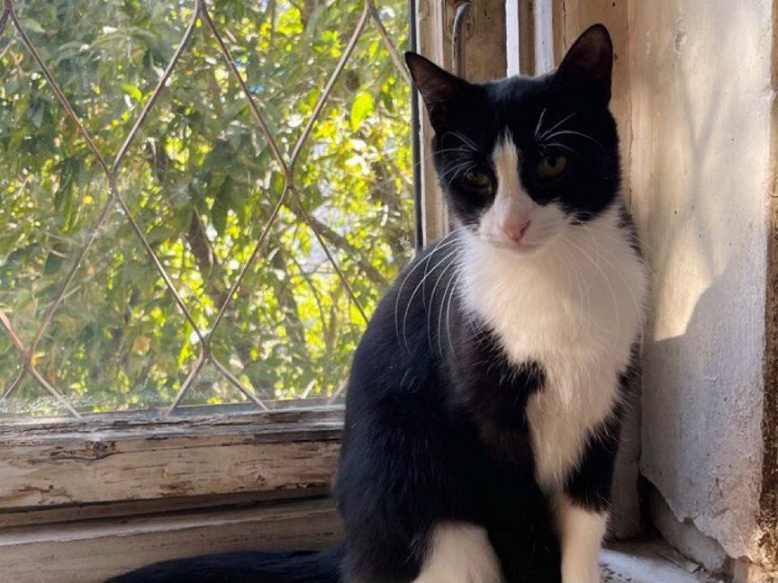 Котик