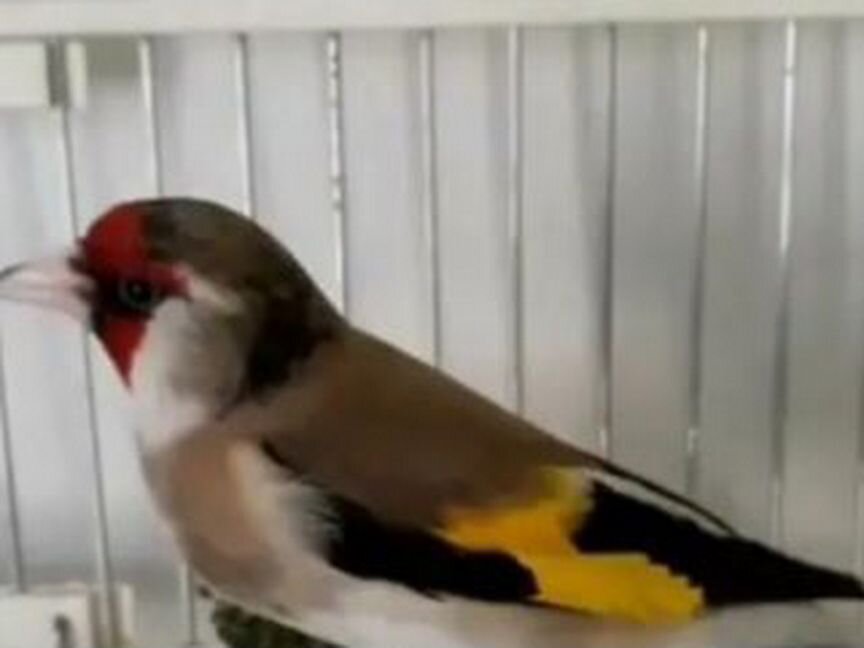 Шегол певчий