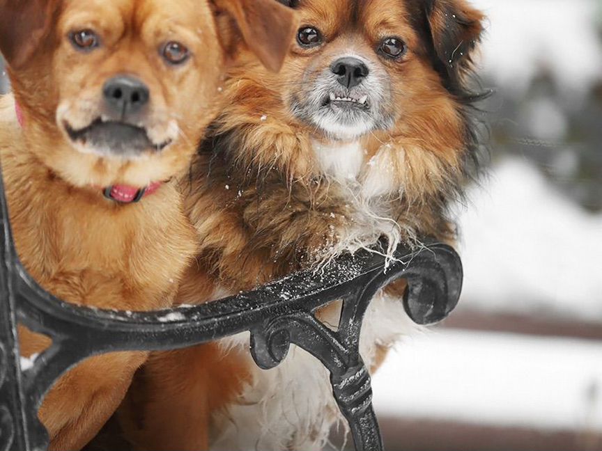 Померанский шпиц бесплатно