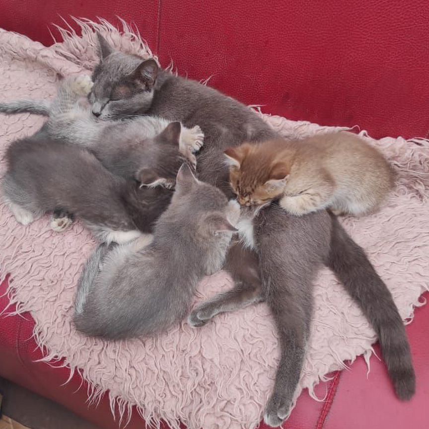 Котята в добрые руки