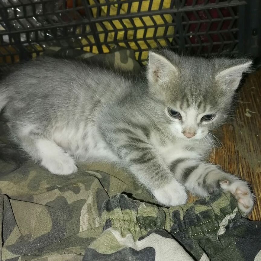 Котёнок в добрые руки