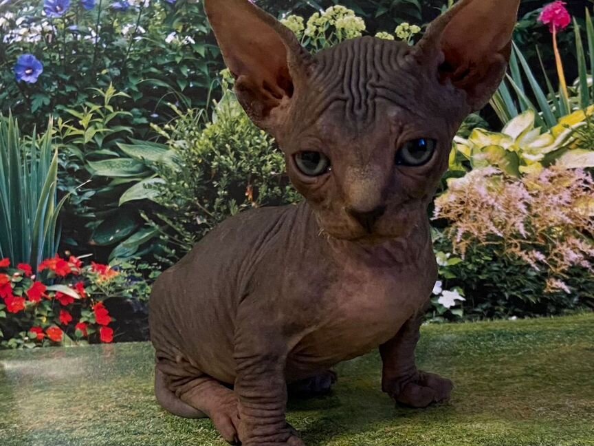 Канадский сфинкс эльф котенок