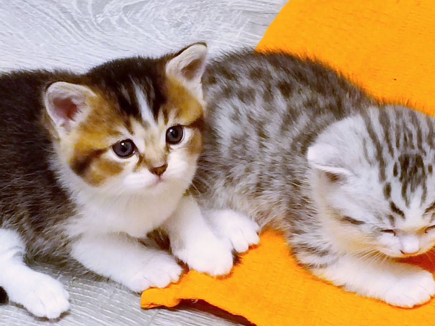 Британские котята короткошерстные