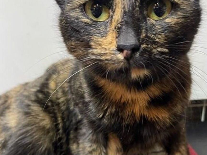 Кошечка подросток выброшена на мороз