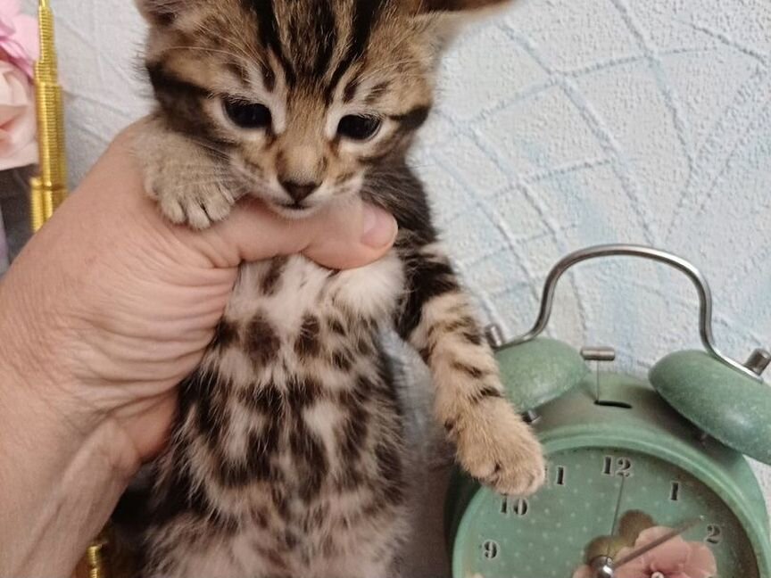 Прелестныечистопородные бенгалские котята разного