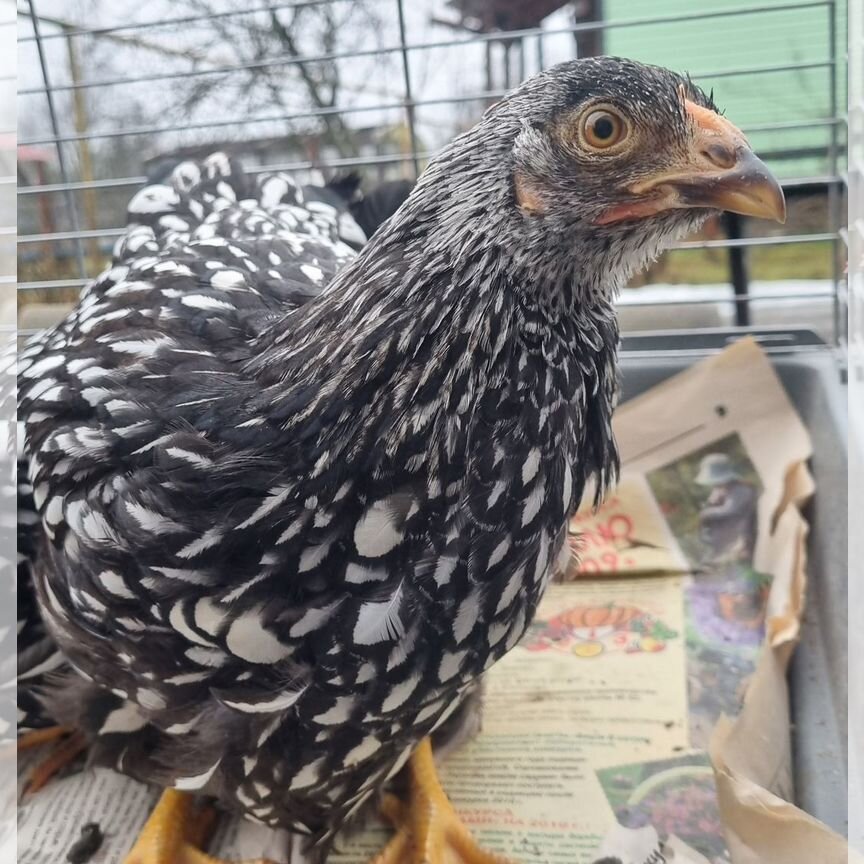 Куры виандот серебро