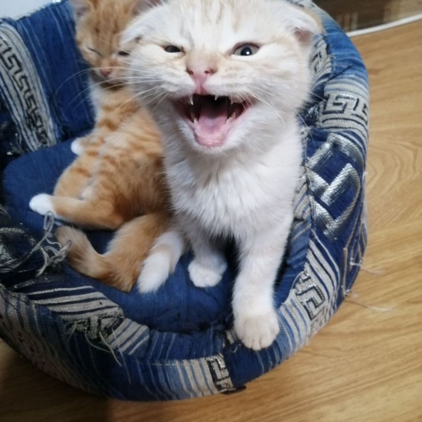 Котята в добрые руки бесплатно