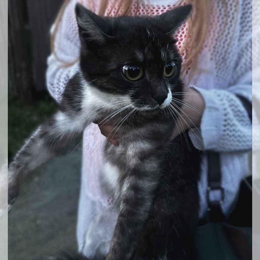 Взрослая, кошка в добрые руки