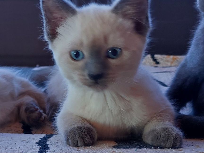 Котенок