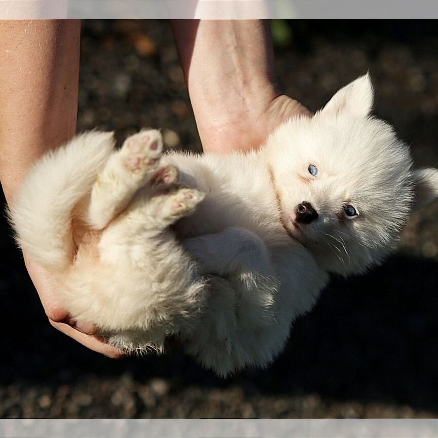 Мальчик мини хаски (помски)
