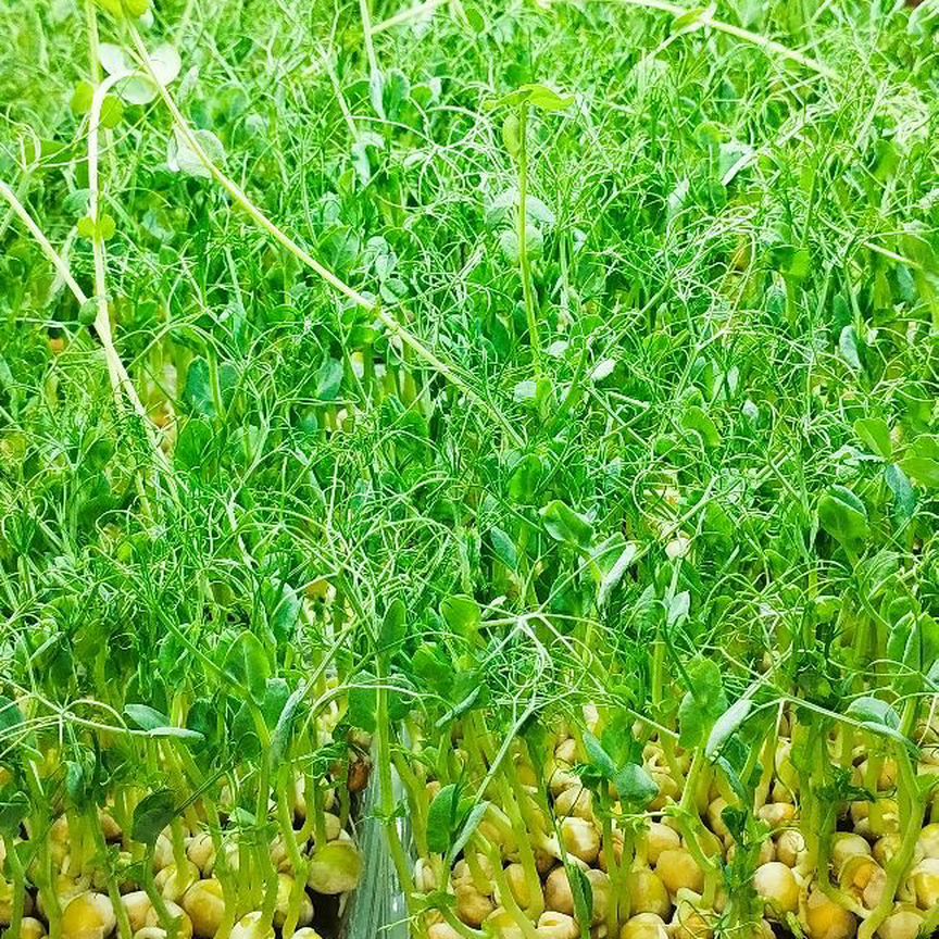 Горошек на микрозелень