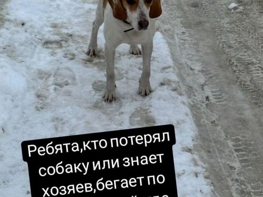 Найденв-замечена собака на Авангардной